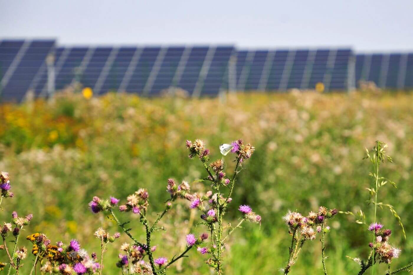 BELECTRIC: Solar Energy for a Green Future - BELECTRIC