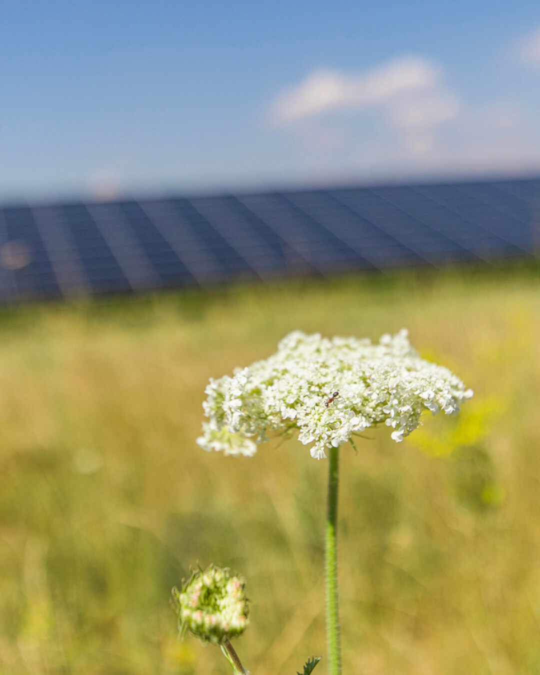 BELECTRIC: Solar Energy for a Green Future - BELECTRIC